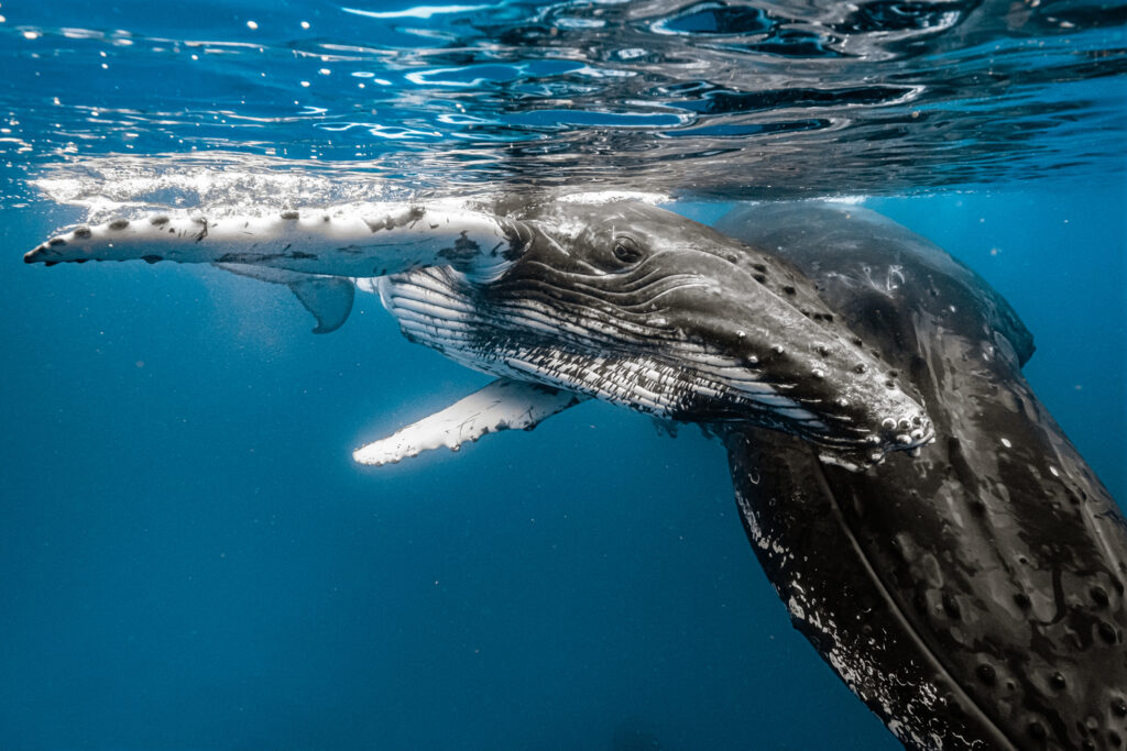 Humpback Whales of Tonga Photo Tour | Whale Expeditions